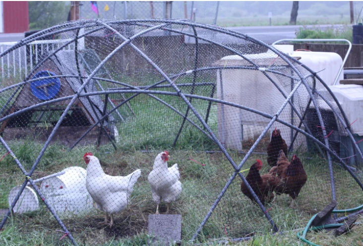 Why Rent to Own Chickens? …. Get Fresh Eggs without the Hassle and ...