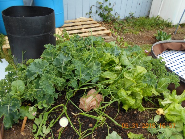 Permaculture Fabric Organic Food Bed | Living Center Oregon