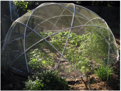 Seven Ways to Feed your Chickens Free | Living Center Oregon