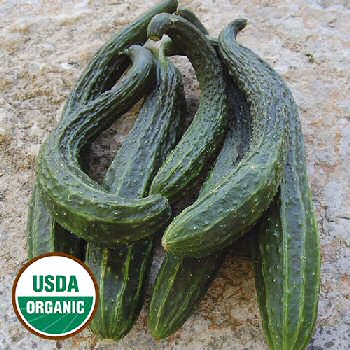 Free 9 Cucumber Heirloom Varieties – Seeds | Living Center Oregon