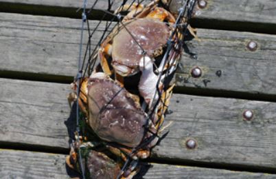 If under 12 years of age… Crab Trap Free Usage … Lincoln City ...