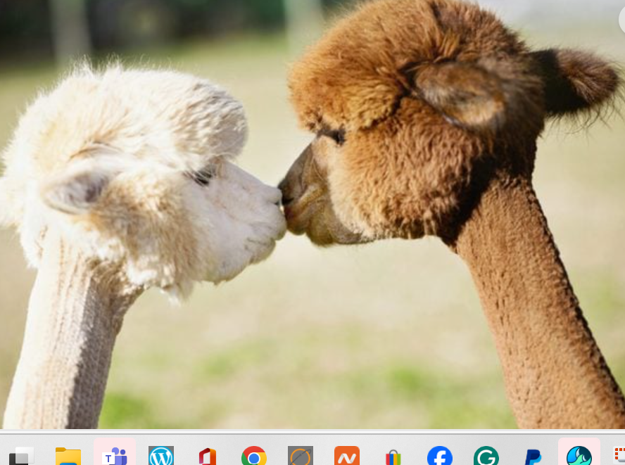 Alpaca Magic | Living Center Oregon