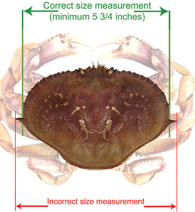 Red Rock vs Dungeness vs Green Crabs | Living Center Oregon