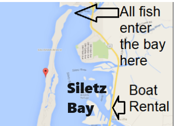 Where to catch Salmon or Steelhead from the bank in the Siletz Bay ...